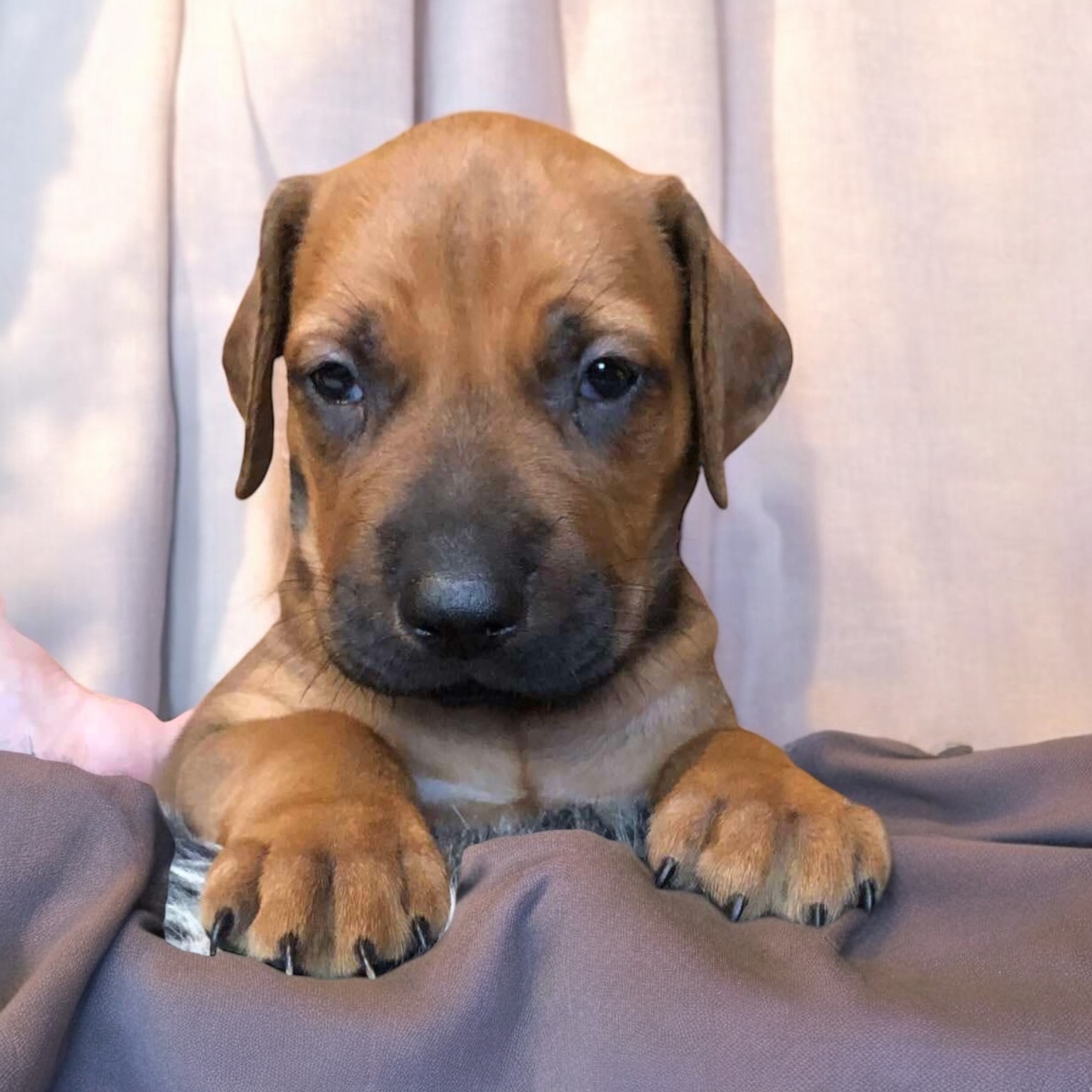 Rhodesian Ridgeback - Doberman Gorrissen